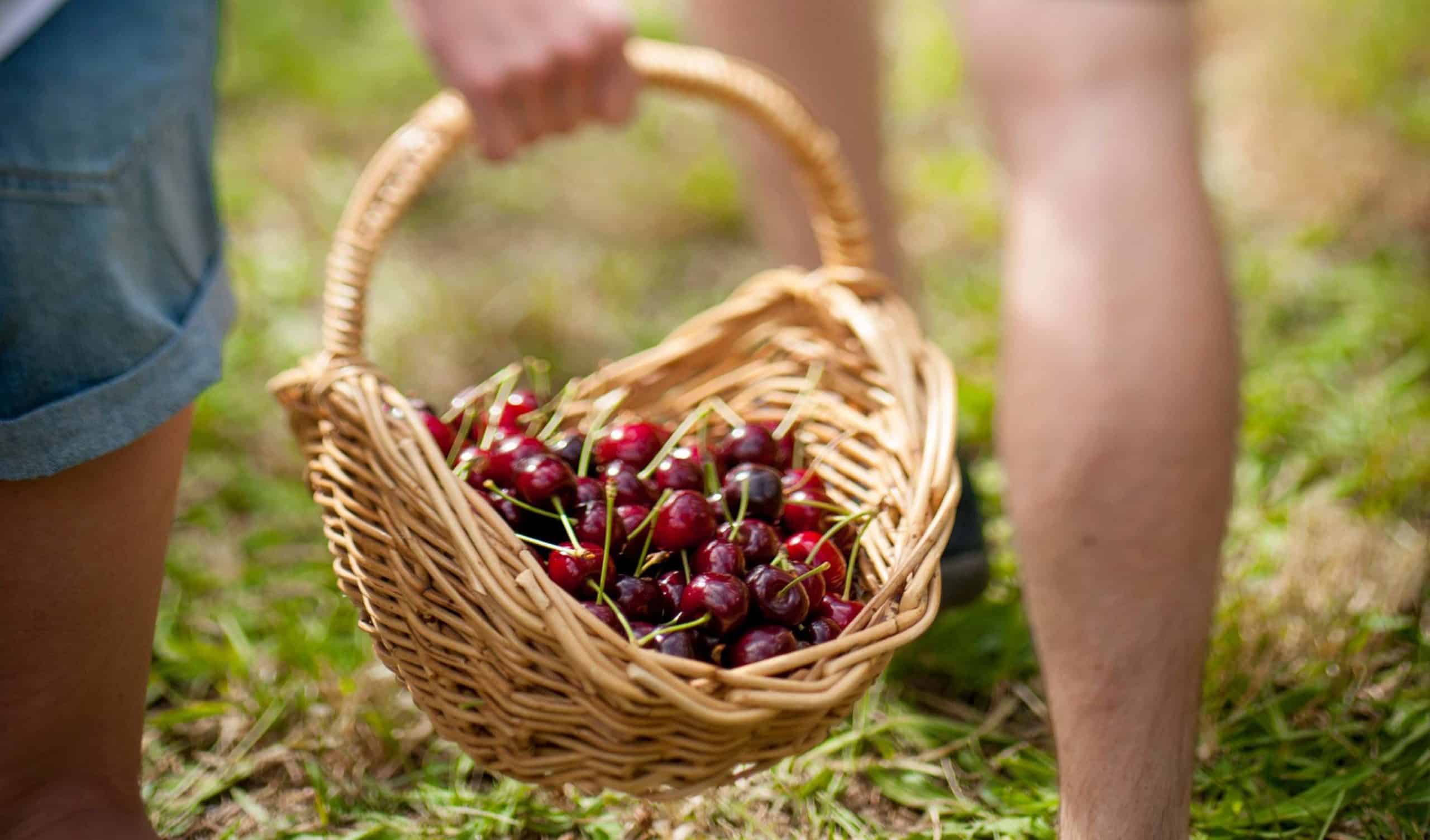 Pick your own fruit this summer | sa move The RAA Magazine