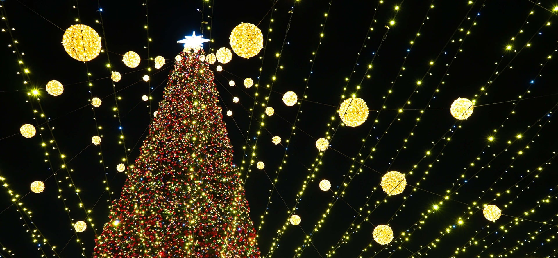 5 must-see South Aussie Christmas trees | sa move The RAA Magazine
