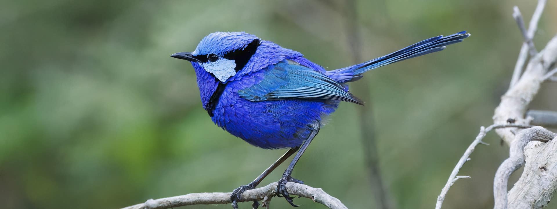 Bird watching spots in South Australia | sa move The RAA Magazine