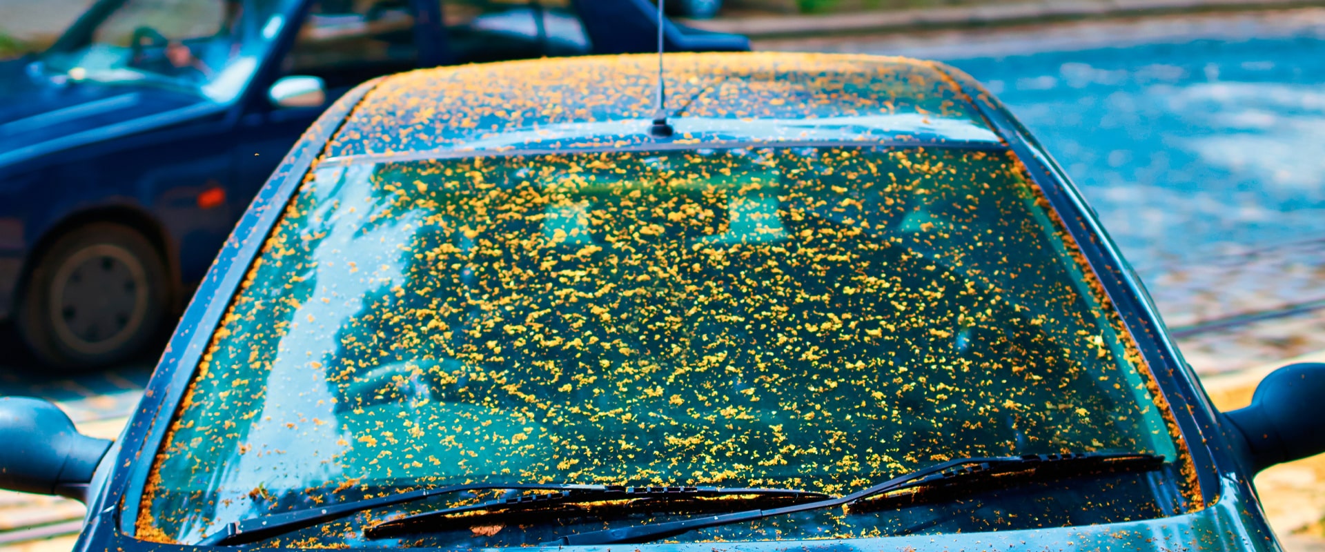 Can pollen damage my car? | samotor The RAA Magazine