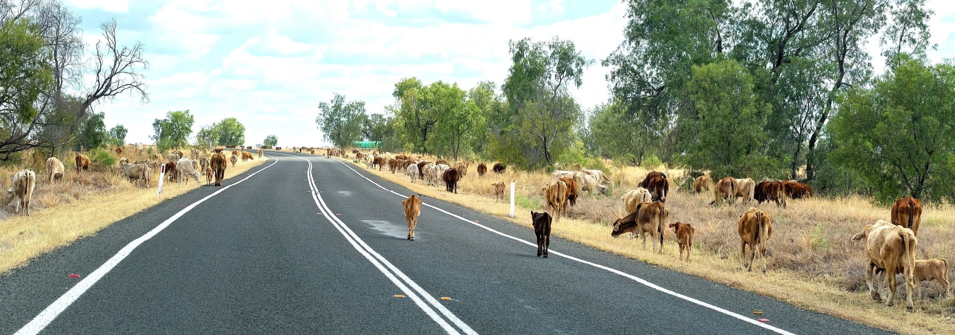 Driving near farm animals (stock) | sa move The RAA Magazine
