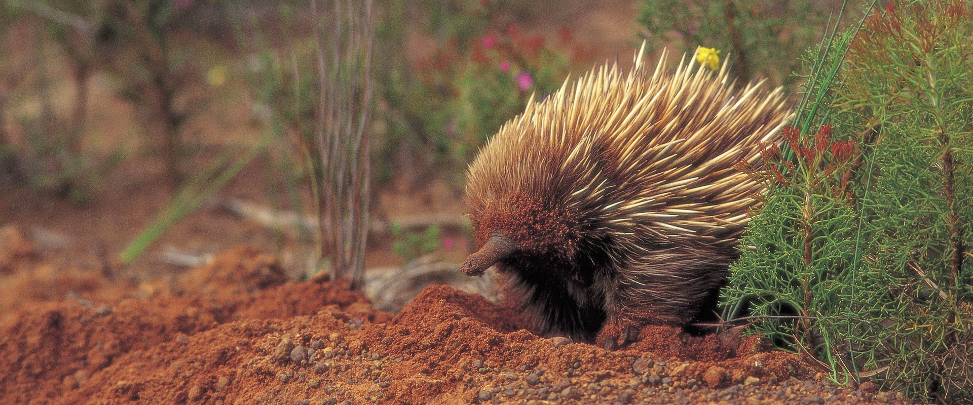 Winter wildlife encounters | sa move The RAA Magazine