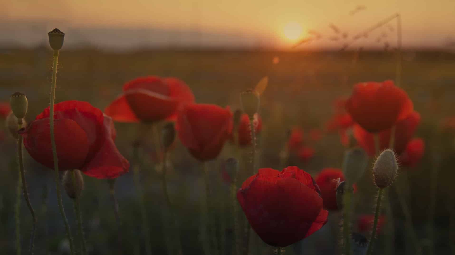 Remembering our Anzac heroes | samotor The RAA Magazine
