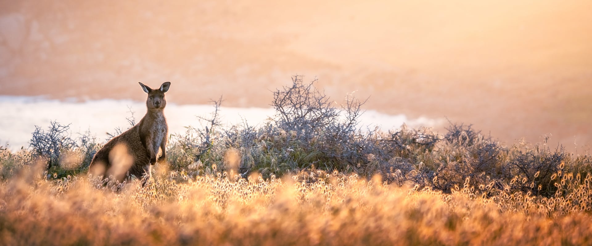 The wild side of Kangaroo Island | sa move The RAA Magazine