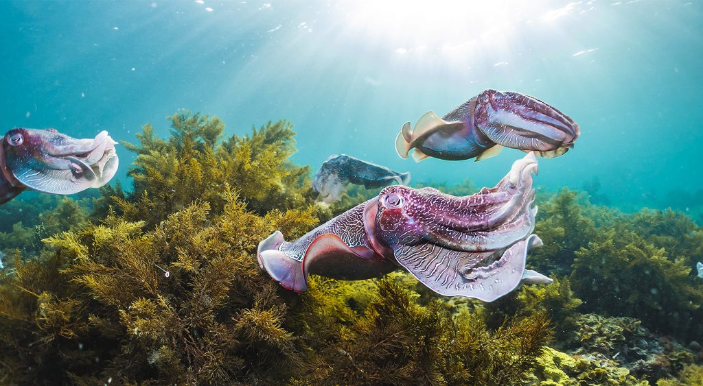 7 things to do on the Eyre Peninsula | sa move The RAA Magazine