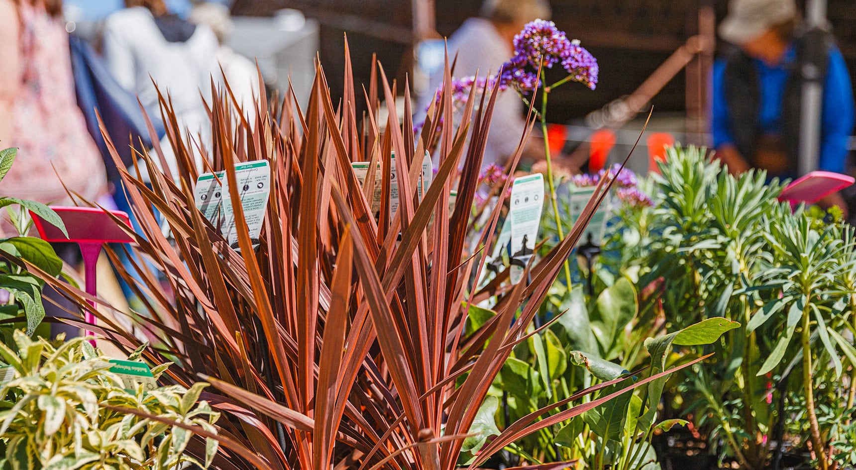 SA events to mark on your calendar | sa move The RAA Magazine